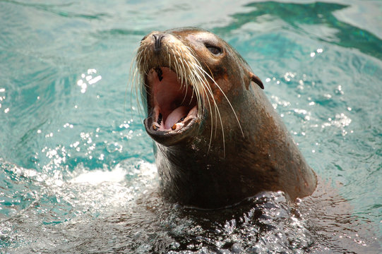 รูปภาพRobbe – เลือกดูภาพถ่ายสต็อก เวกเตอร์ และวิดีโอ5,866 | Adobe Stock