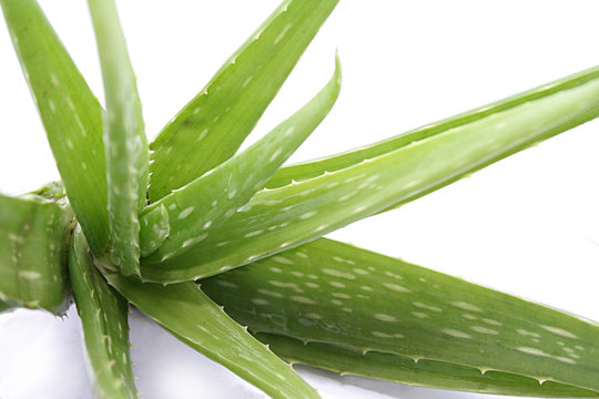 「Aleo」の写真素材 | 298件の無料イラスト画像 | Adobe Stock