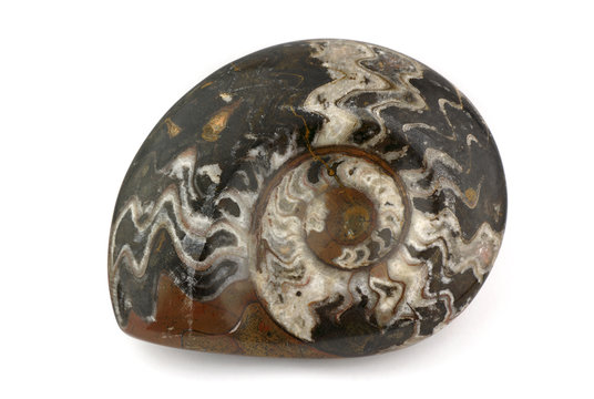 Nautilo Images – Browse 76 Stock Photos, Vectors, and Video | Adobe Stock