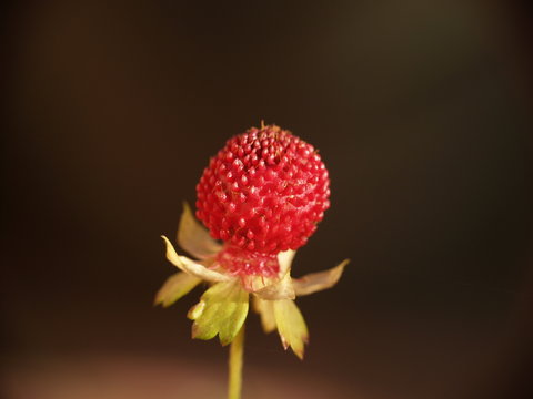 รูปภาพFragaria – เลือกดูภาพถ่ายสต็อก เวกเตอร์ และวิดีโอ48,325 | Adobe Stock