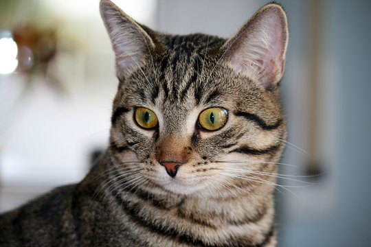 Imágenes de Tigerkatze: descubre bancos de fotos, ilustraciones ...