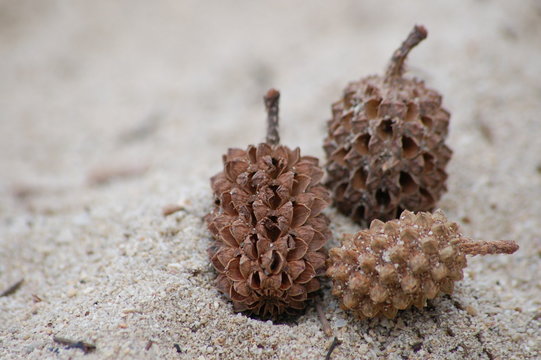 Filao bilder – Bläddra bland 268 stockfoton, vektorer och videor ...