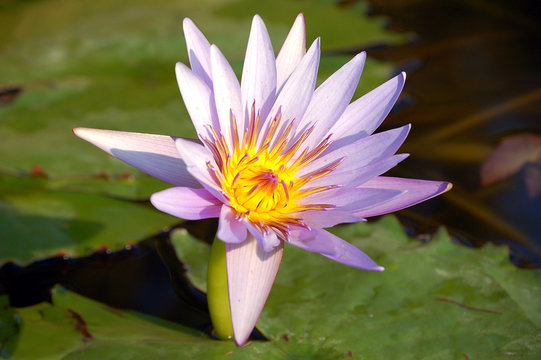 รูปภาพSerenita – เลือกดูภาพถ่ายสต็อก เวกเตอร์ และวิดีโอ231 | Adobe Stock