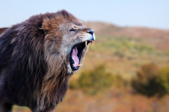 「Rugir」の写真素材 | 1,193件の無料イラスト画像 | Adobe Stock