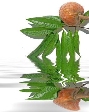 Cachiman Images – Browse 31 Stock Photos, Vectors, and Video | Adobe Stock