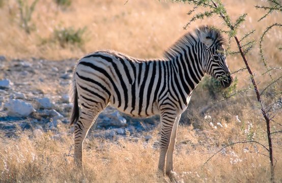 รูปภาพZebre – เลือกดูภาพถ่ายสต็อก เวกเตอร์ และวิดีโอ2,923 | Adobe Stock