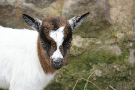 Biques Images – Browse 10 Stock Photos, Vectors, and Video | Adobe Stock