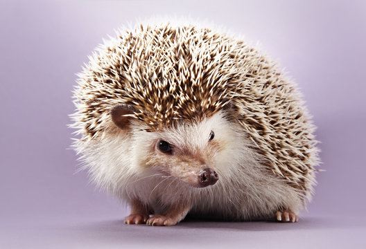 รูปภาพHedgehog – เลือกดูภาพถ่ายสต็อก เวกเตอร์ และวิดีโอ95,156 | Adobe Stock
