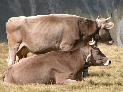 「Mucche」の画像 - 4,385 件の Stock 写真、ベクターおよびビデオ | Adobe Stock