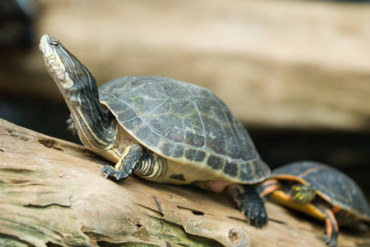 Ralph Petty photos, images, assets | Adobe Stock