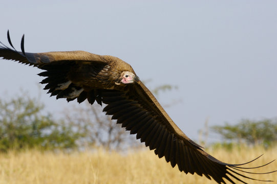 Vulcher Bilder – Durchsuchen 29 Archivfotos, Vektorgrafiken und Videos ...