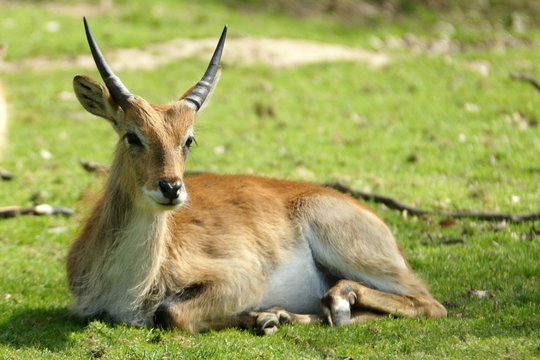 Cobe Images – Browse 590 Stock Photos, Vectors, and Video | Adobe Stock