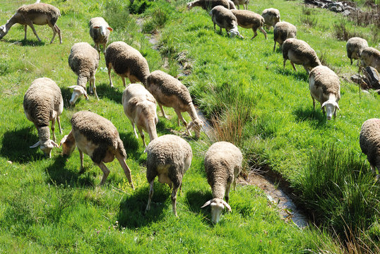 Brebis Images – Browse 6,117 Stock Photos, Vectors, and Video | Adobe Stock