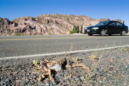 Roadkill Images – Browse 2,038 Stock Photos, Vectors, and Video | Adobe ...