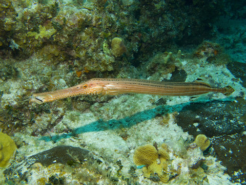 Baby Trumpet Fish
