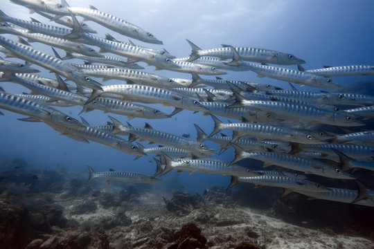Barracudas Images – Browse 23,465 Stock Photos, Vectors, and Video ...