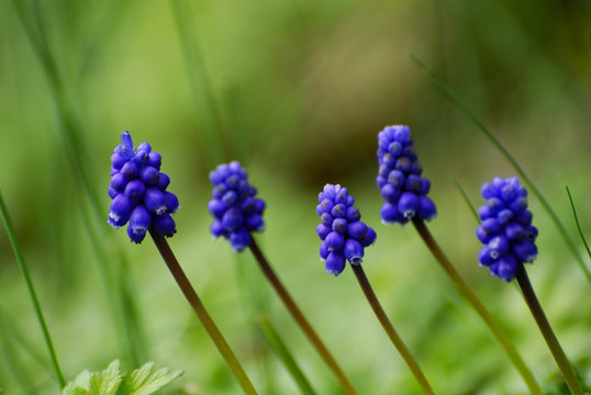 「Perlhyazinthe」の写真素材 | 220件の無料イラスト画像 | Adobe Stock