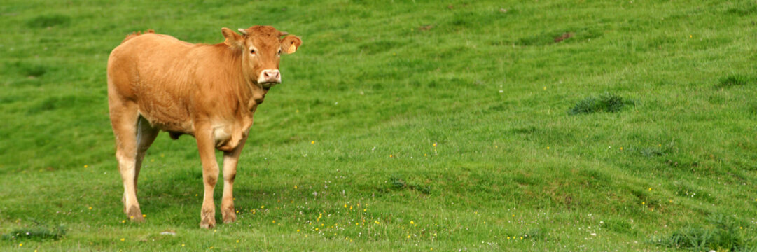 Veau Images – Browse 158,620 Stock Photos, Vectors, and Video | Adobe Stock