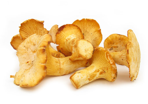 Chantarelle Images – Browse 51,854 Stock Photos, Vectors, and Video ...