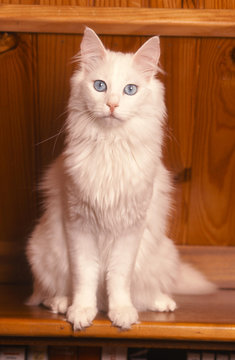 รูปภาพTurc – เลือกดูภาพถ่ายสต็อก เวกเตอร์ และวิดีโอ1,776 | Adobe Stock