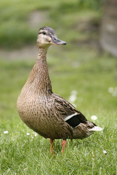 Imágenes de Canard: descubre bancos de fotos, ilustraciones, vectores y ...