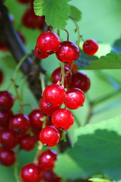 Groseille Bilder – Durchsuchen 2,606 Archivfotos, Vektorgrafiken und ...