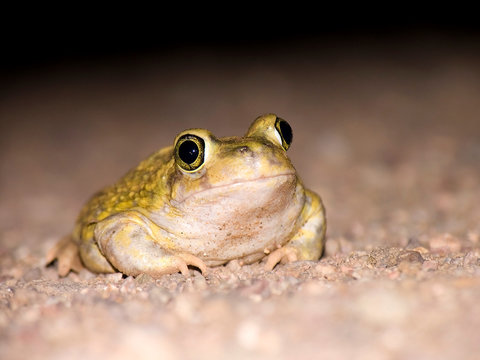 "Bug-Eyed Images – Browse 943 Stock Photos, Vectors, and Video | Adobe ...