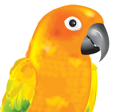 รูปภาพ"Sun Conure" – เลือกดูภาพถ่ายสต็อก เวกเตอร์ และวิดีโอ3,862 ...