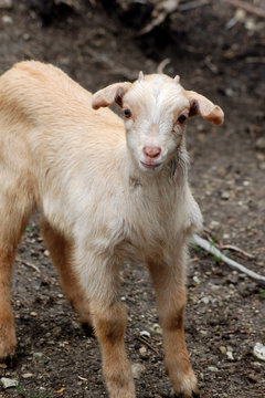 รูปภาพChevreaux – เลือกดูภาพถ่ายสต็อก เวกเตอร์ และวิดีโอ268 | Adobe Stock