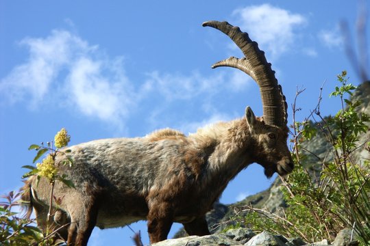 รูปภาพBouquetin – เลือกดูภาพถ่ายสต็อก เวกเตอร์ และวิดีโอ34,359 | Adobe ...