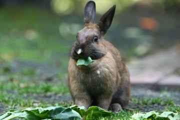 Fotos, lizenzfreie Bilder, Grafiken, Vektoren und Videos von Karnickel ...