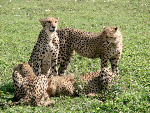 รูปภาพCheeter – เลือกดูภาพถ่ายสต็อก เวกเตอร์ และวิดีโอ139,144 | Adobe Stock