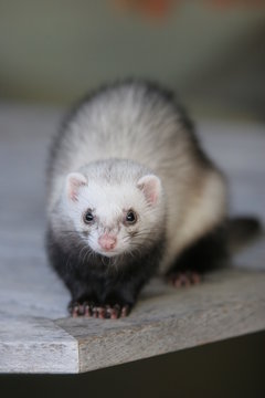 Furette Images – Browse 47 Stock Photos, Vectors, and Video | Adobe Stock