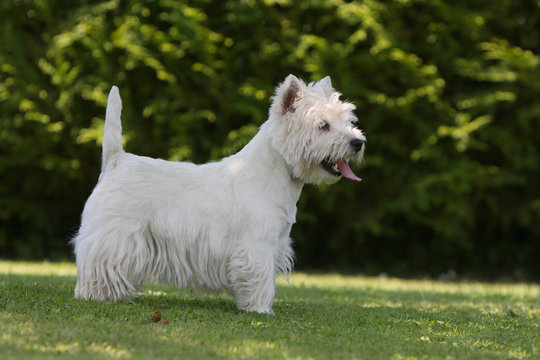 รูปภาพWestie – เลือกดูภาพถ่ายสต็อก เวกเตอร์ และวิดีโอ18,181 | Adobe Stock