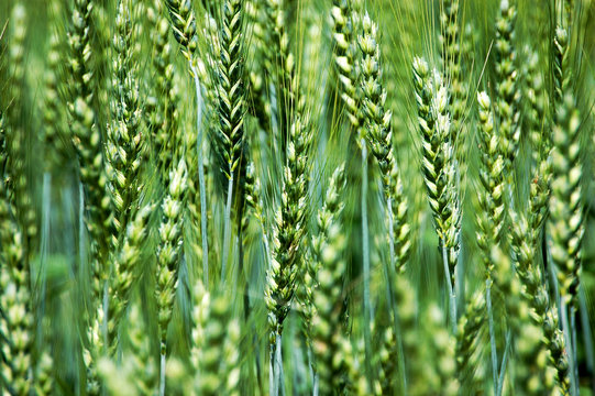 「Gerstenfeld」の画像 - 3,897 件の Stock 写真、ベクターおよびビデオ | Adobe Stock