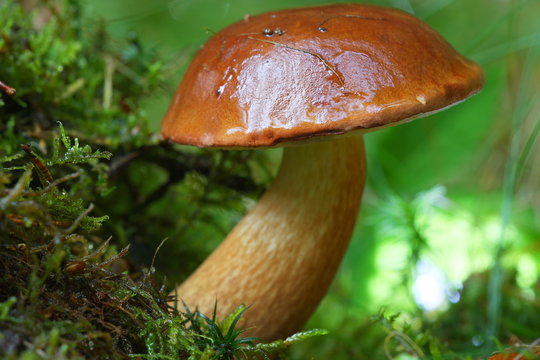 Maronenpilz Bilder – Durchsuchen 3,794 Archivfotos, Vektorgrafiken und ...