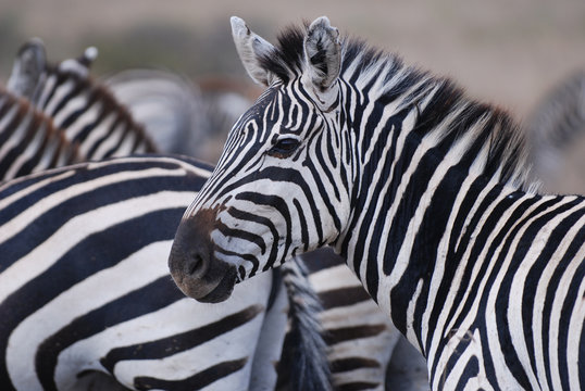 Steppenzebra bilder – Bläddra bland 2,762 stockfoton, vektorer och ...
