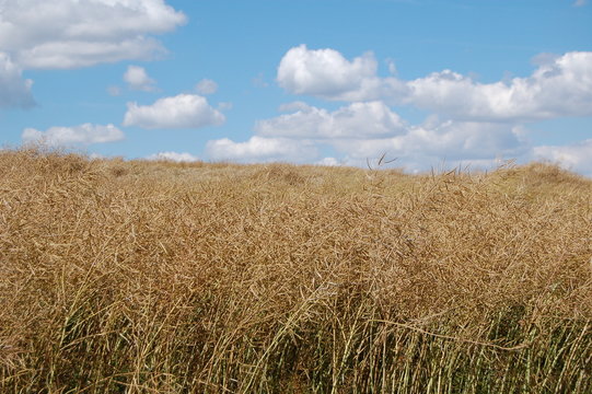 Cxcxcxcx Images – Browse 2 Stock Photos, Vectors, and Video | Adobe Stock