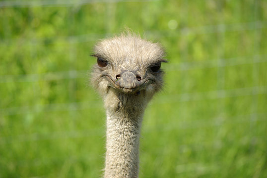 Ostridge Images – Browse 11,334 Stock Photos, Vectors, and Video ...