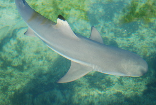 Squale Images – Browse 329 Stock Photos, Vectors, and Video | Adobe Stock