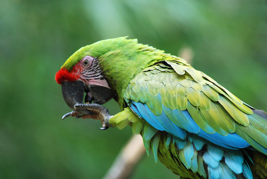 รูปภาพPerroquet – เลือกดูภาพถ่ายสต็อก เวกเตอร์ และวิดีโอ5,843 | Adobe Stock