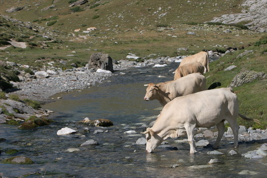 รูปภาพAbreuver – เลือกดูภาพถ่ายสต็อก เวกเตอร์ และวิดีโอ87 | Adobe Stock