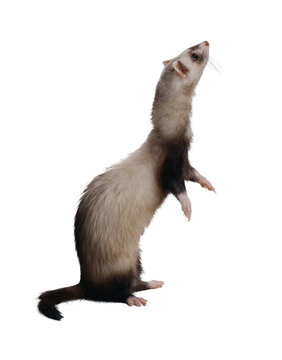 13,867 IMAGES, PHOTOS ET ILLUSTRATIONS VECTORIELLES STOCK APPROPRIÉES ...