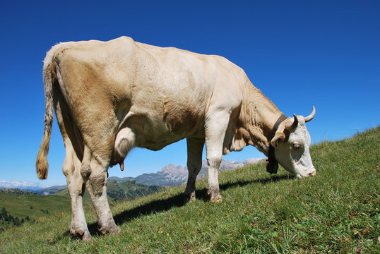 Vacca Bilder – Durchsuchen 2,077 Archivfotos, Vektorgrafiken und Videos ...