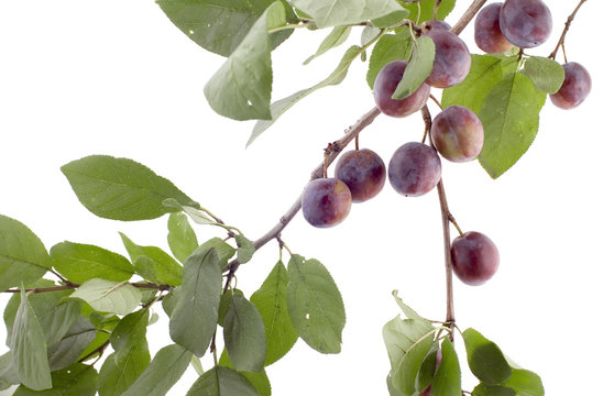 Plum-Tree Images – Browse 1,375 Stock Photos, Vectors, and Video ...
