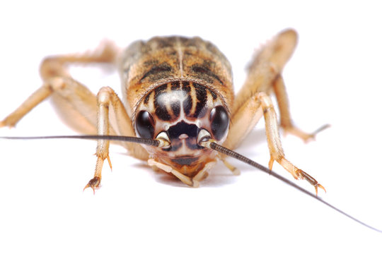 Syrsor bilder – Bläddra bland 146,098 stockfoton, vektorer och videor ...