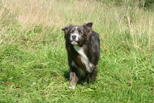 「Grogner」の写真素材 | 105件の無料イラスト画像 | Adobe Stock