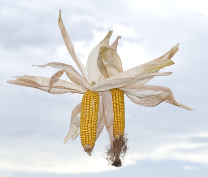 Cireux Images – Parcourir 14,476 le catalogue de photos, vecteurs et ...