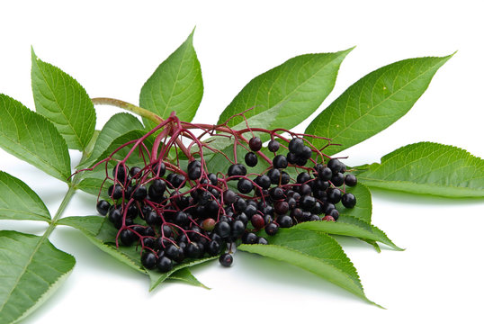 「Holunderbeere」の写真素材 | 332件の無料イラスト画像 | Adobe Stock