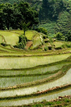 Faconner Images – Browse 44 Stock Photos, Vectors, and Video | Adobe Stock